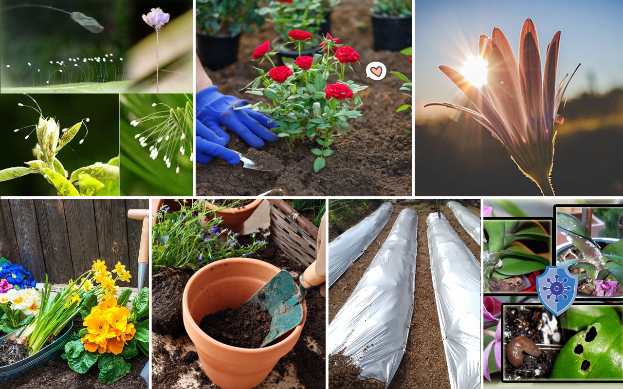 5 Tips Menanam Bunga di Rumah untuk Pemula, Mudah! – Pupuk Organik ...