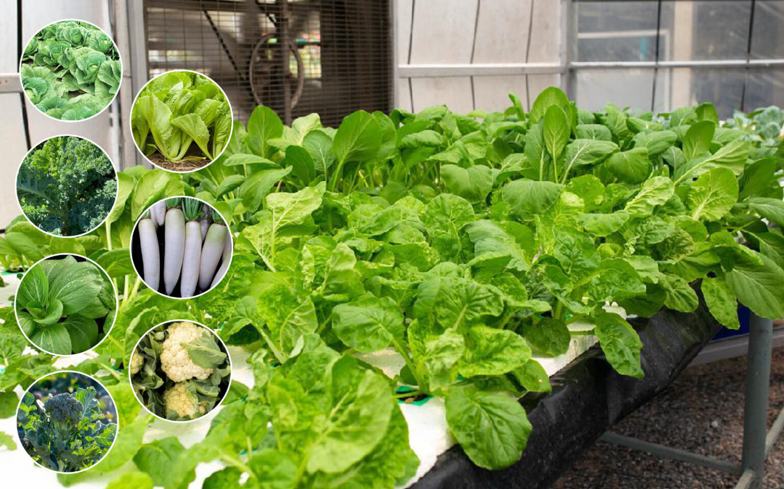 7 Tanaman Kubis-kubisan yang Bisa Anda Tanam di Rumah – Pupuk Organik ...