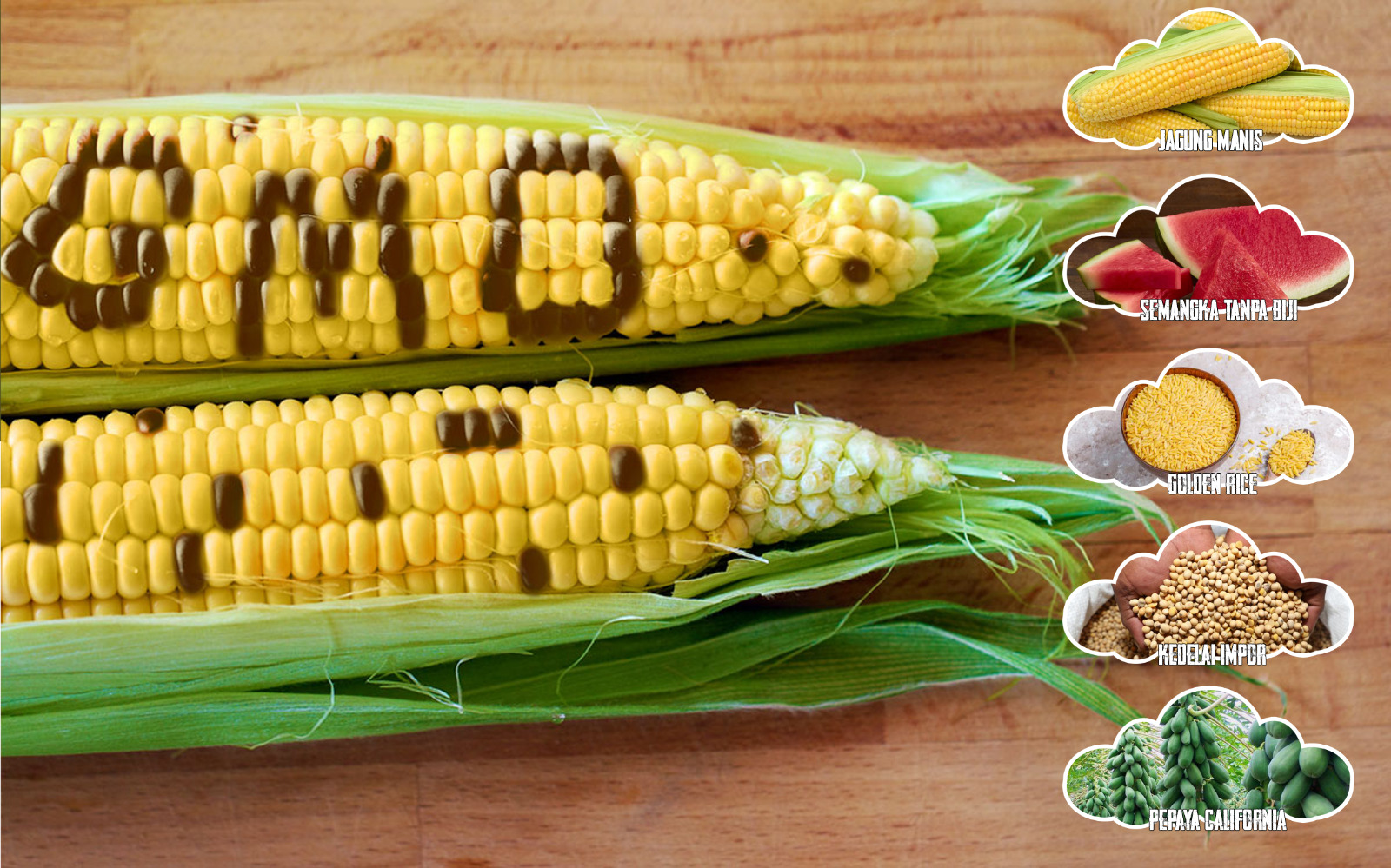 Mengenal Tanaman GMO di Sekitar Anda – Pupuk Organik Hayati Dinosaurus