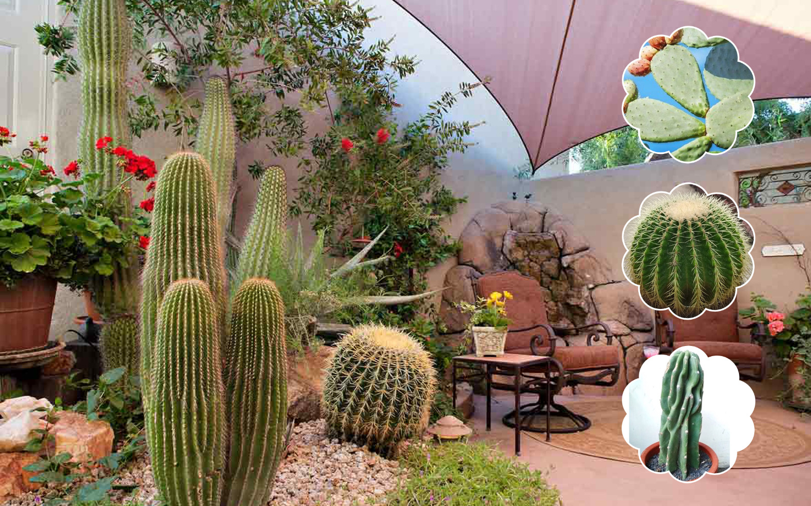 7 Jenis Kaktus untuk Taman Kering Minimalis di Rumah Anda – Pupuk ...