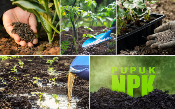 Petani Harus Tahu, Ini Jenis-jenis Pupuk untuk Tanaman