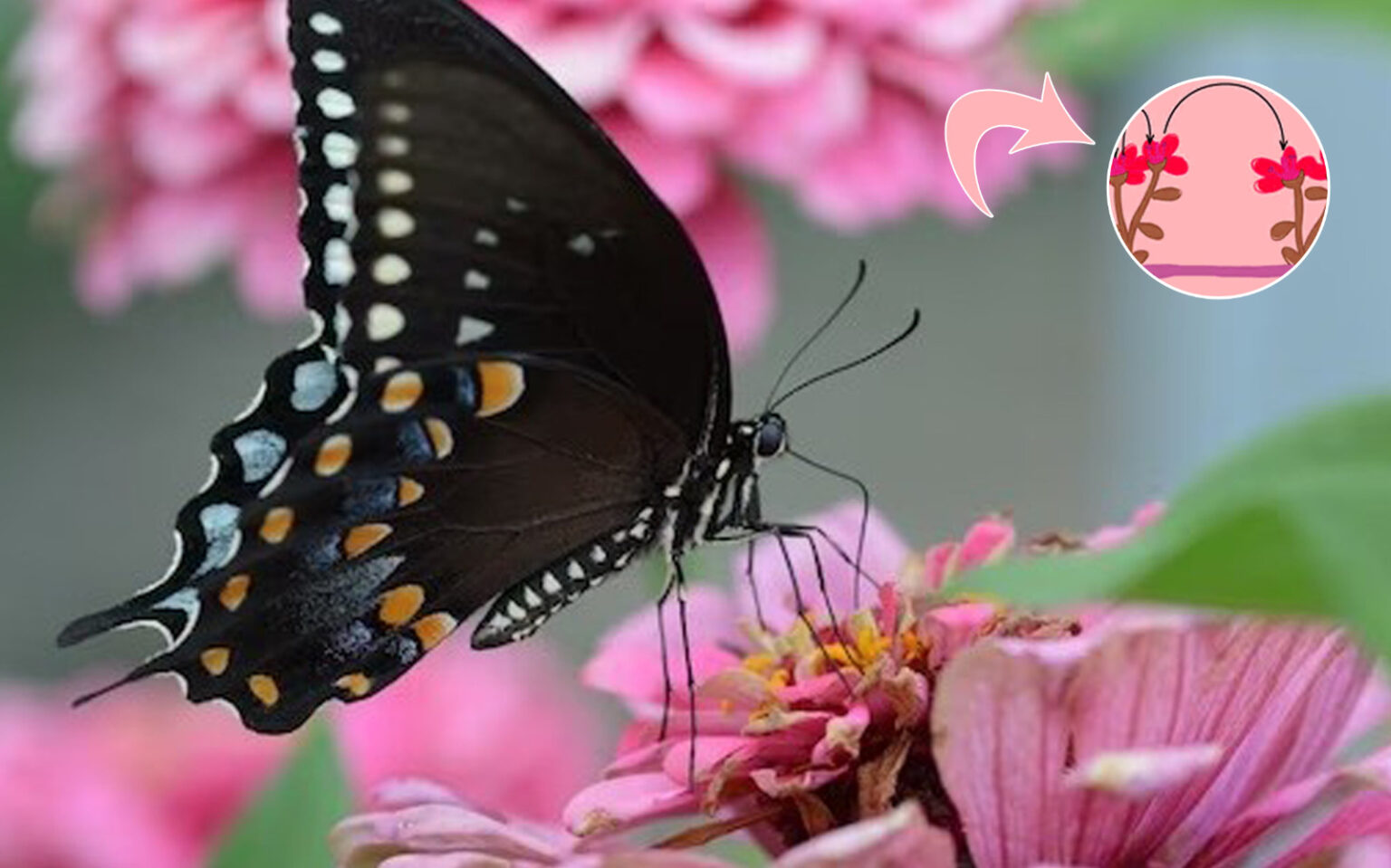 Bagaimana Proses Penyerbukan Pada Tumbuhan?