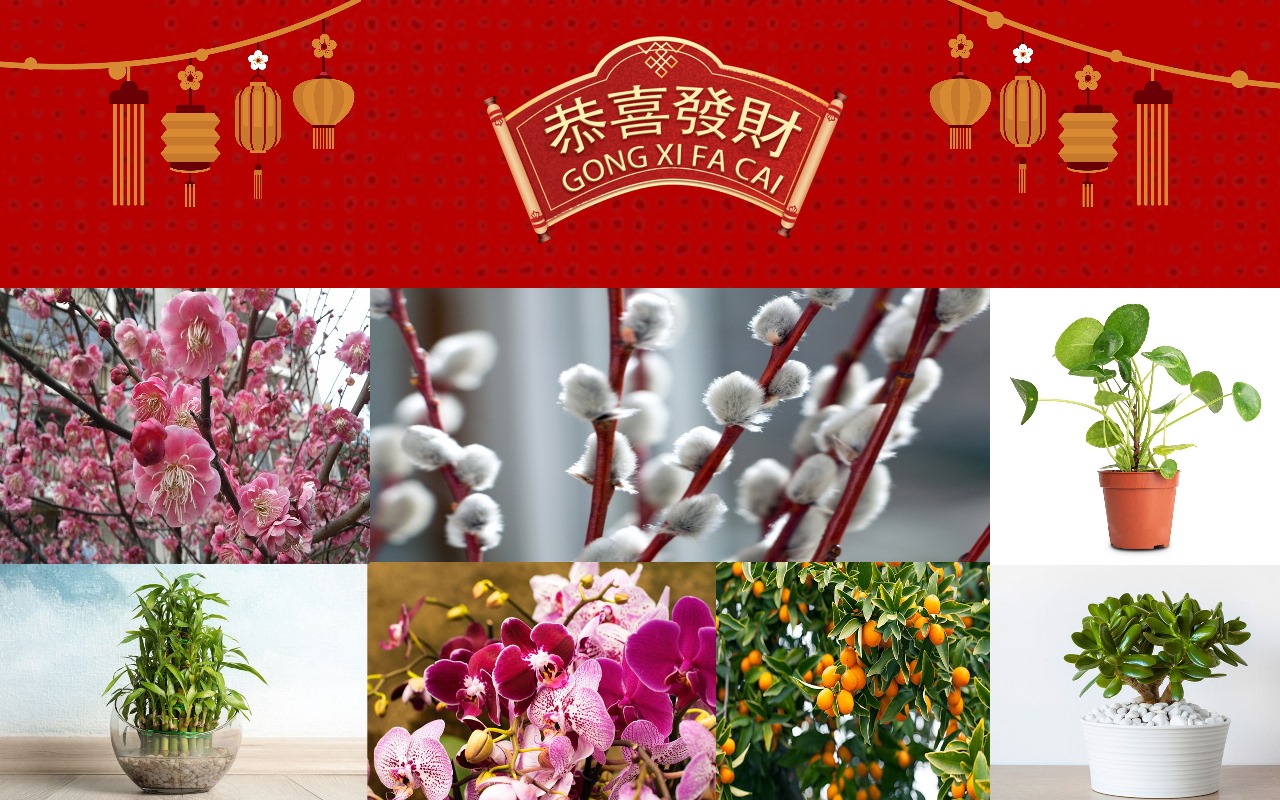 7 Tanaman Imlek yang Dapat Menjadi Dekorasi Rumah Anda Tahun Ini