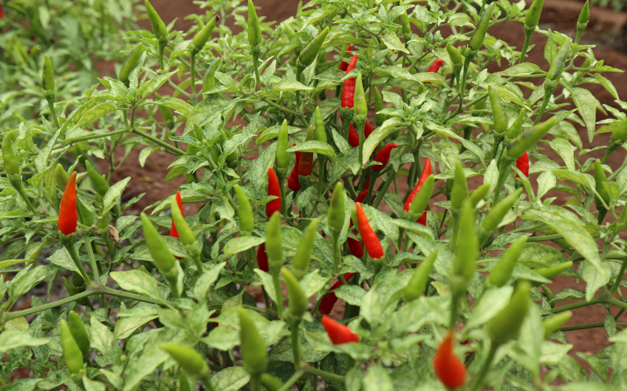 3 Penyebab Daun Cabai Rontok di Musim Hujan Berikut Solusinya – Pupuk ...